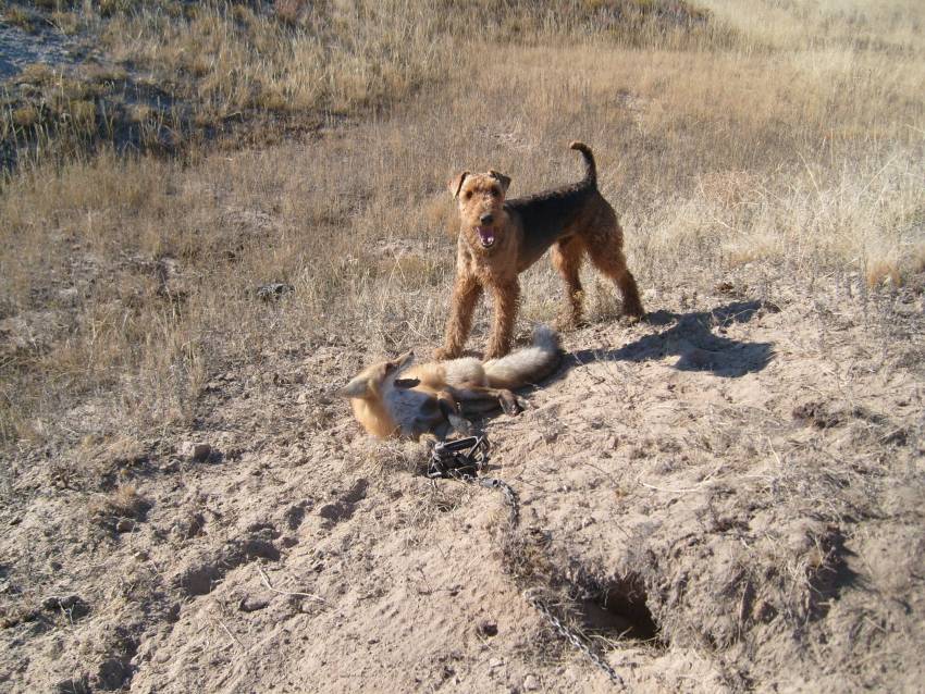 Working/Sporting Terrier pictorial - Bestiary